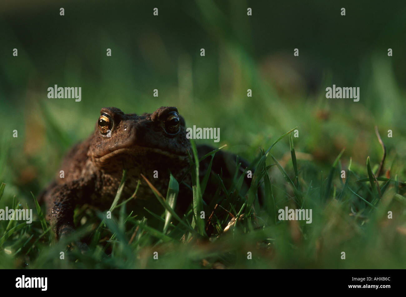 Common Toad Bufo bufo Stock Photo - Alamy
