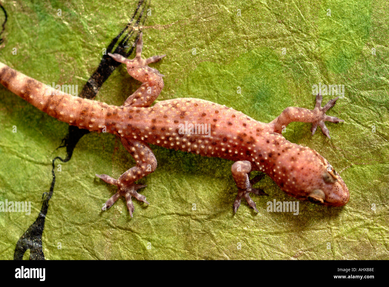 Marbled gecko hi-res stock photography and images - Alamy