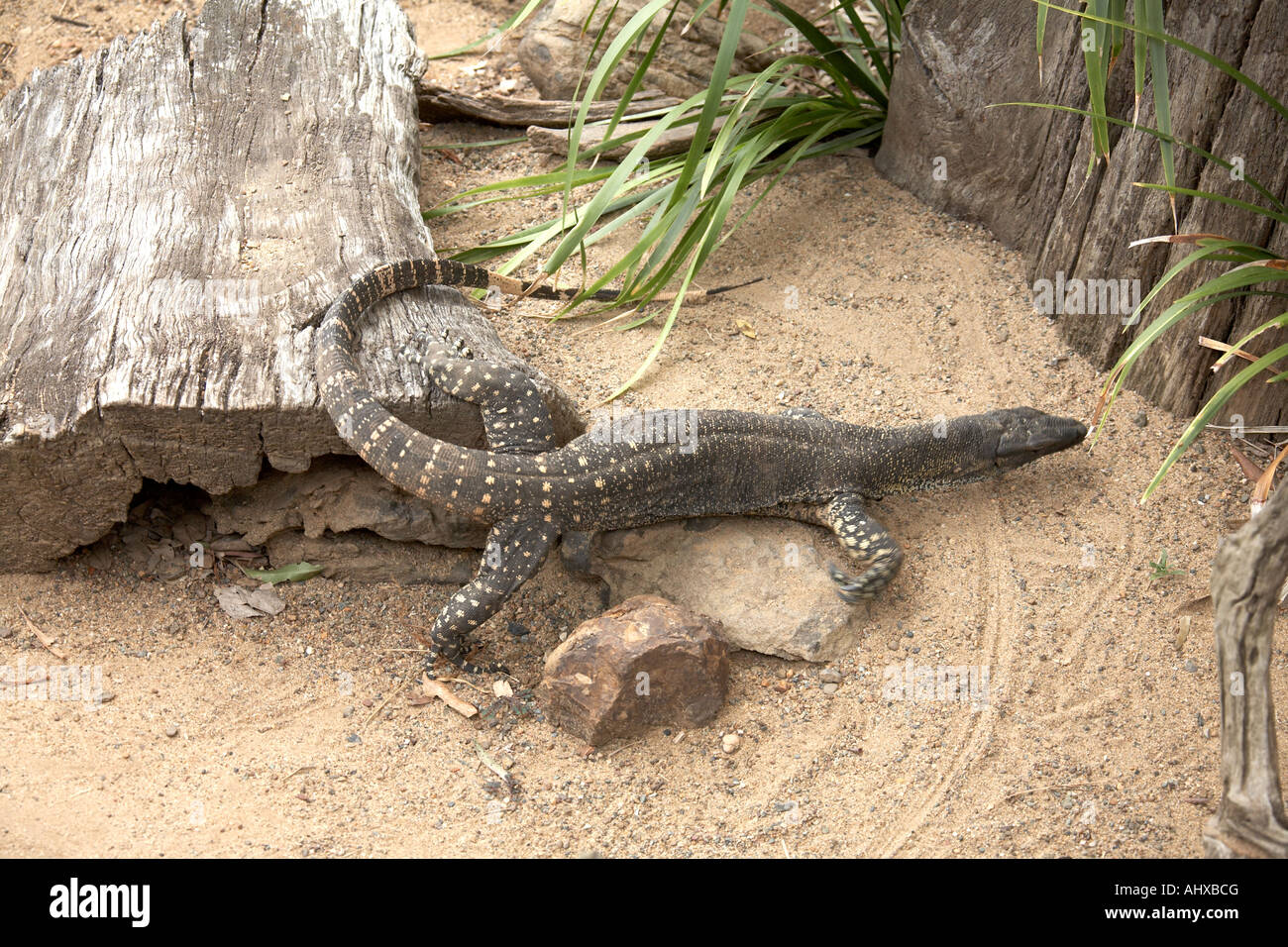 Lace Monitor Varanus varius in Lone Pine Koala Sanctuary wildlife ...