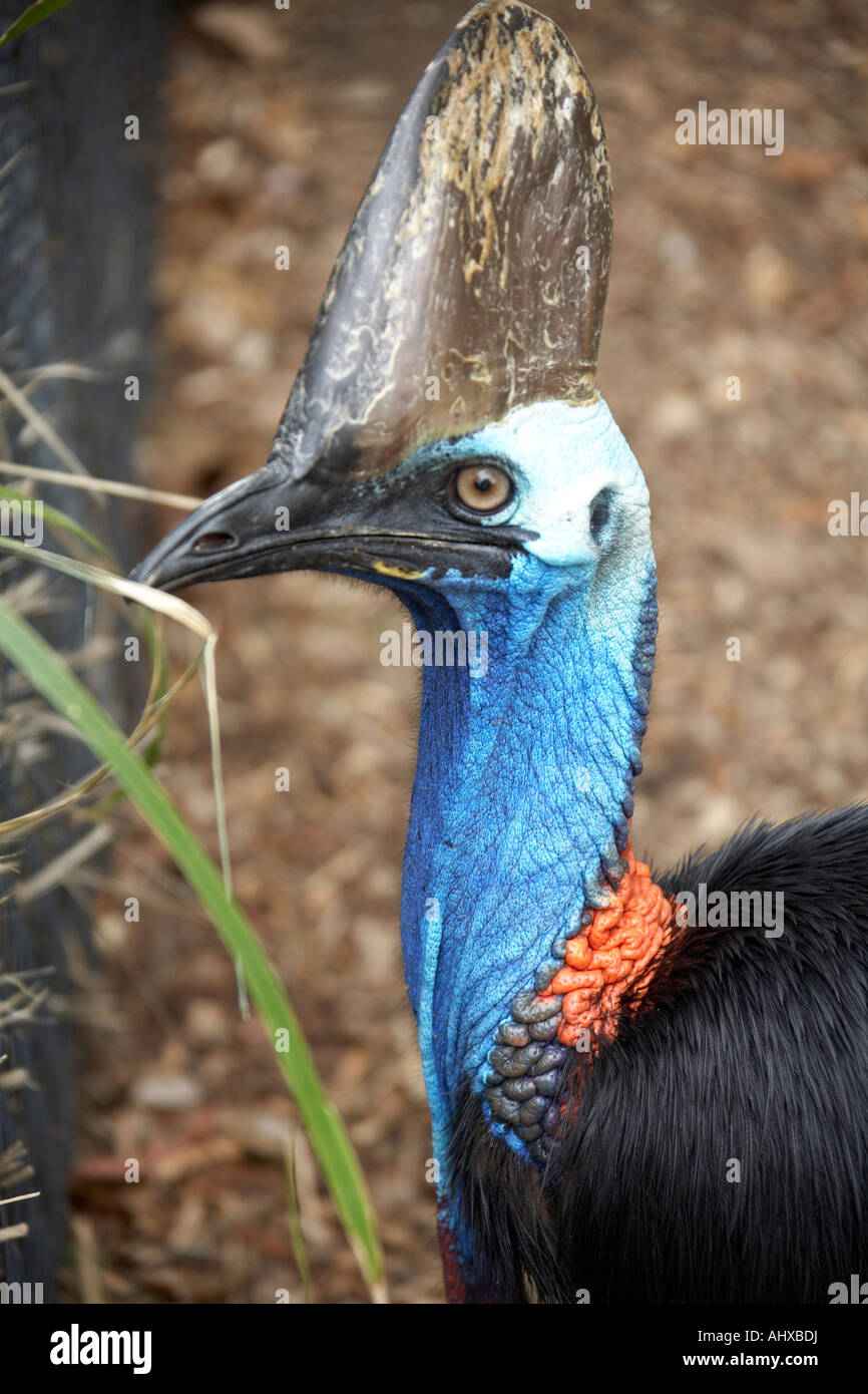 Southern cassowary feathers High Resolution Stock Photography and ...