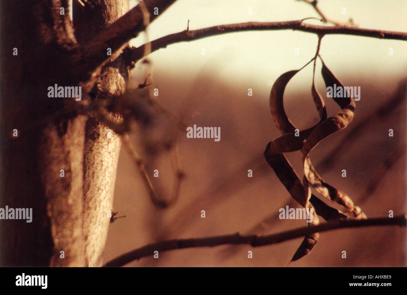 Locust trees hi-res stock photography and images - Alamy
