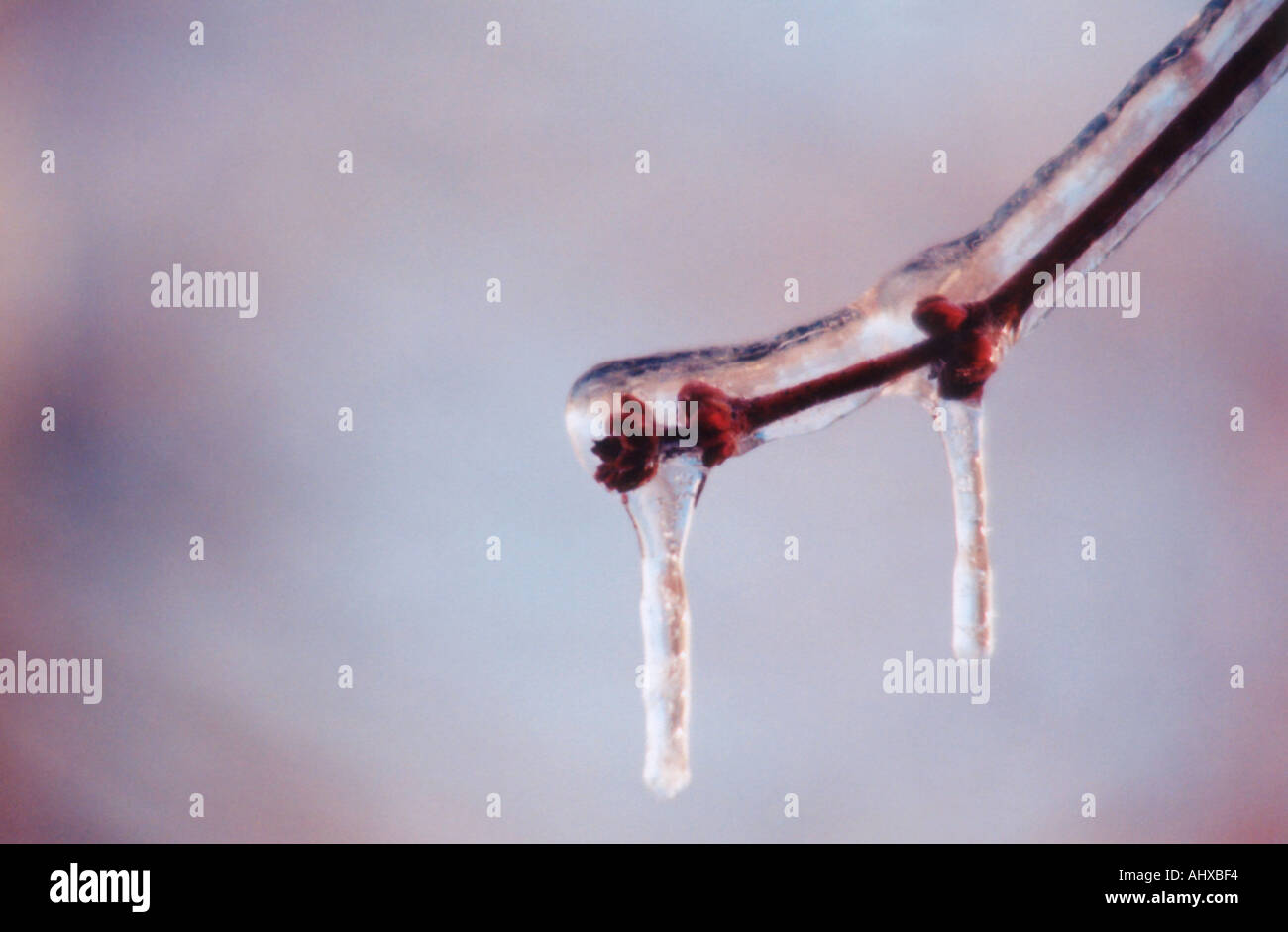 Frozen New Growth on Branch Stock Photo - Alamy