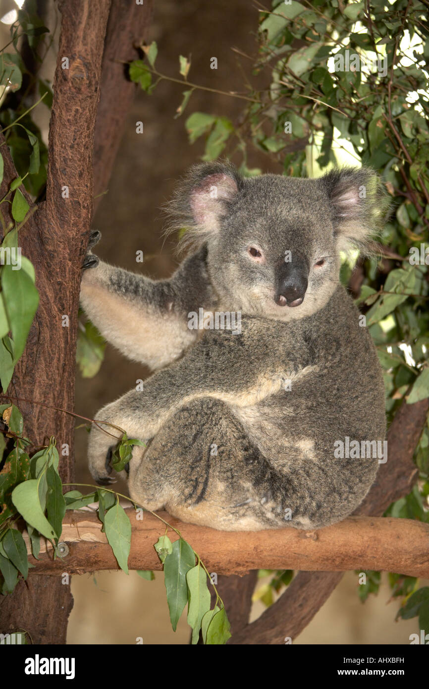 Australian queensland koala phascolarctos cinereus up in a tree resting ...