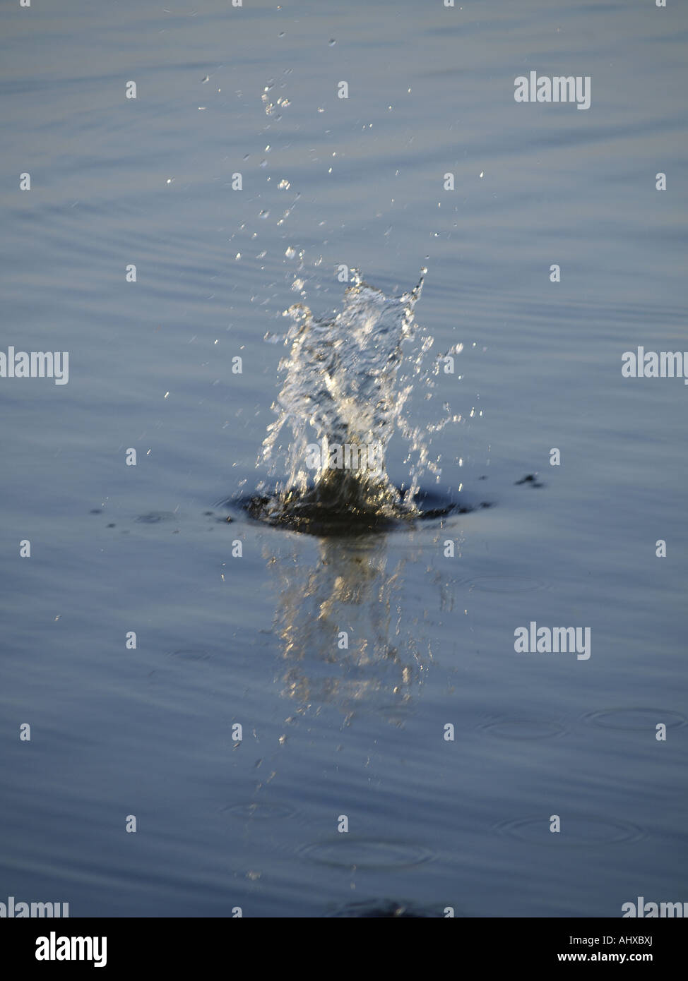 Water erupting from the surface in a splash formation Stock Photo - Alamy