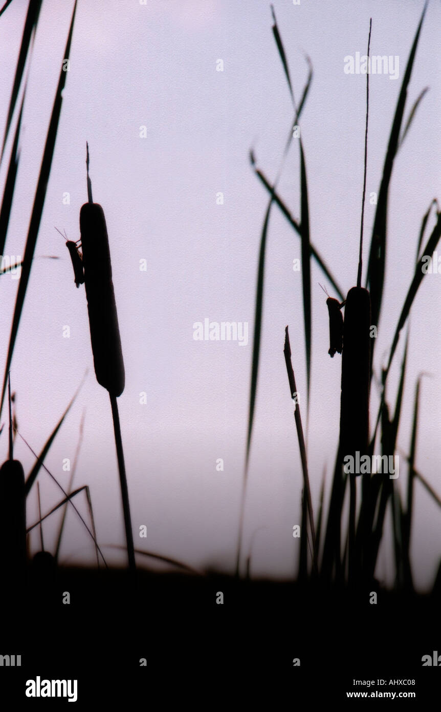 Cat Tails Typha species and Grasshoppers Aeoloplides turnbulli Stock ...