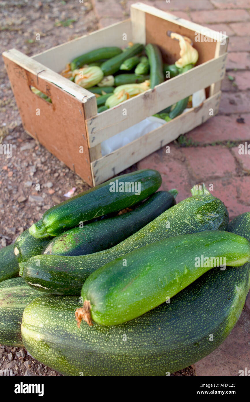 Growing marrows hi-res stock photography and images - Alamy