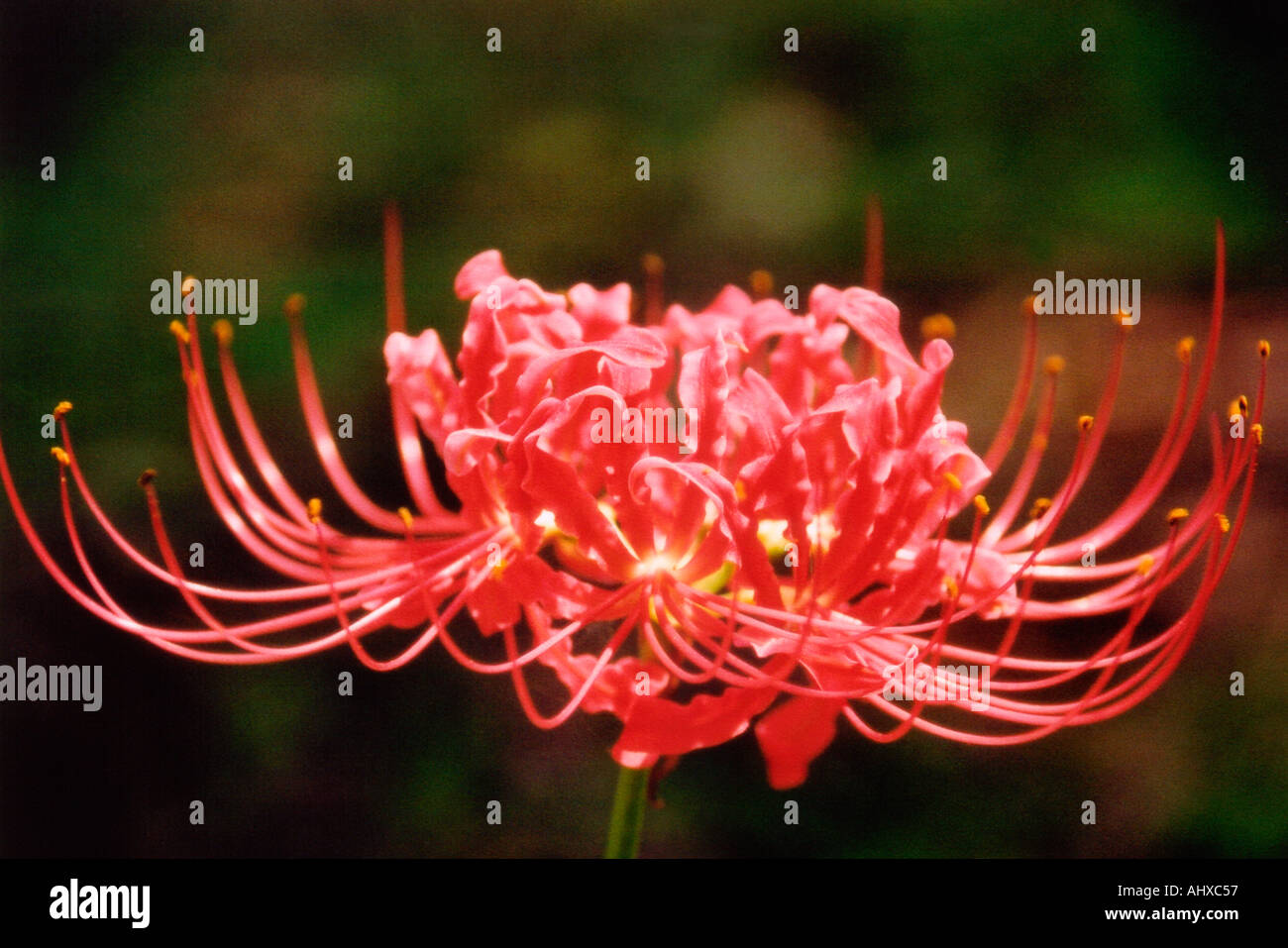 Lycorus Radiata Red Spider Lily Flower Stock Photo - Alamy