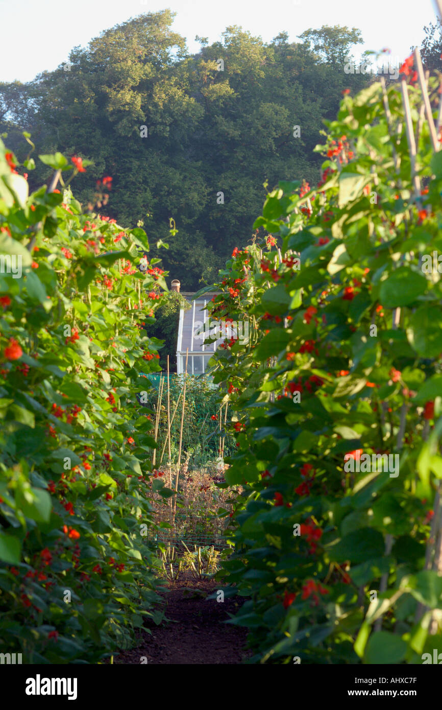 Late summer in large organic vegetable garden view to greenhouse ...