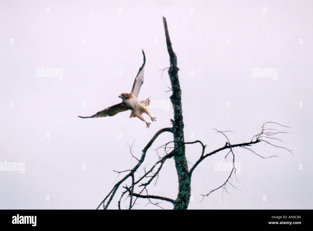 Red Tailed Hawk in Flight Stock Photo - Alamy