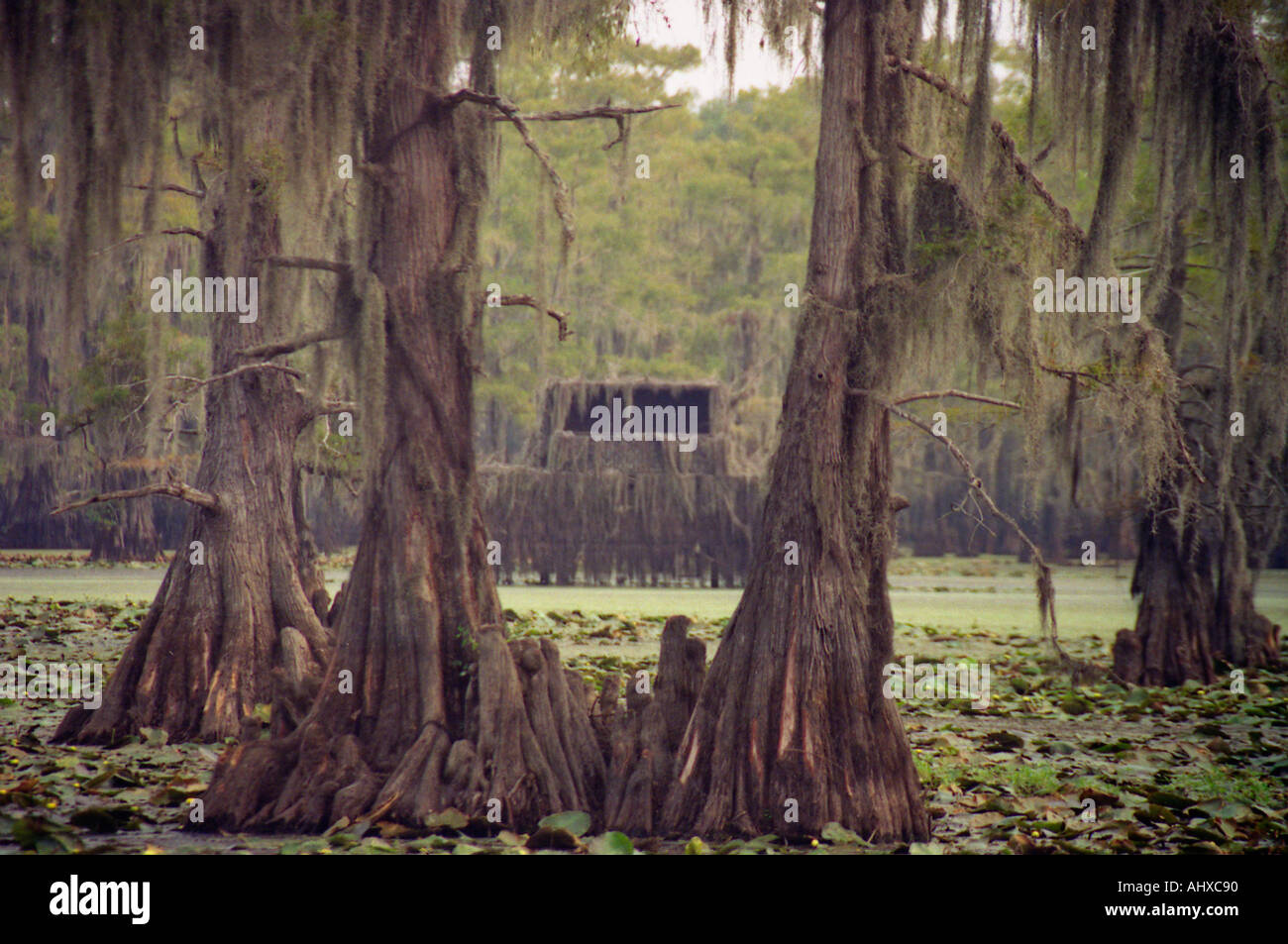 Duck Blind and Spanish Moss Stock Photo - Alamy