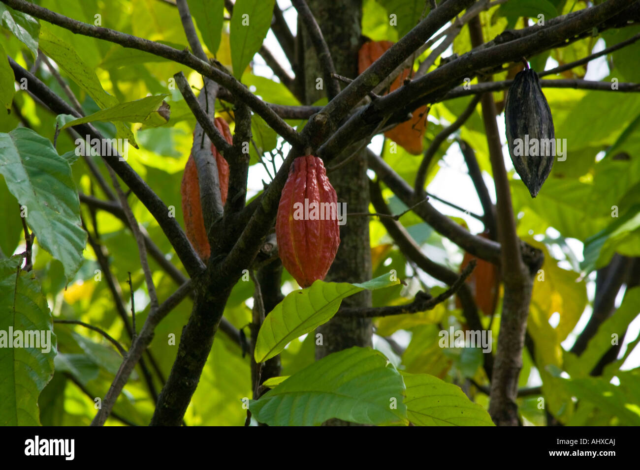 Cacao Tree with Red Fruit Pods Ayung River Gorge Ubud Bali Indonesia ...
