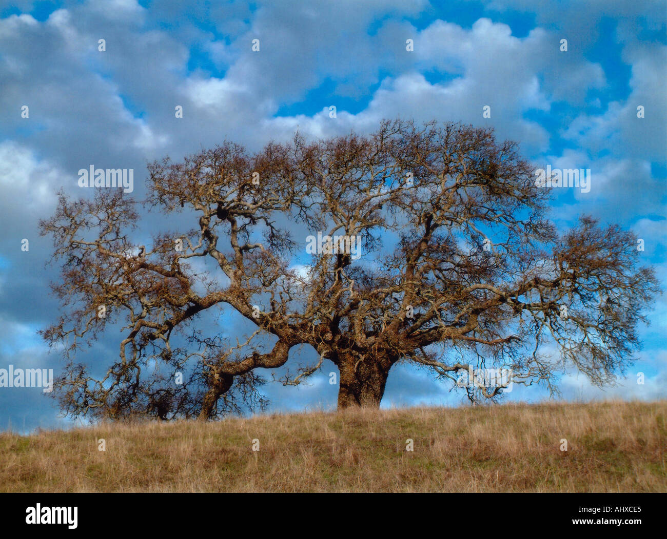 Single Oak Tree Stock Photo - Alamy