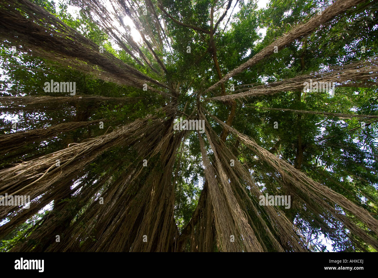 Sun Shining through Hanging Vine Tree Ayung River Gorge Ubud Bali ...