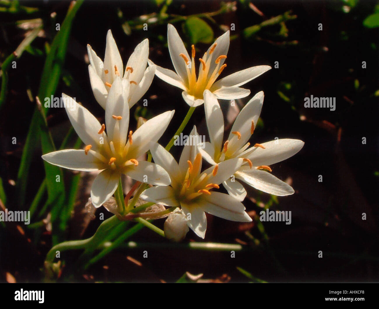 Nothoscordum hi-res stock photography and images - Alamy