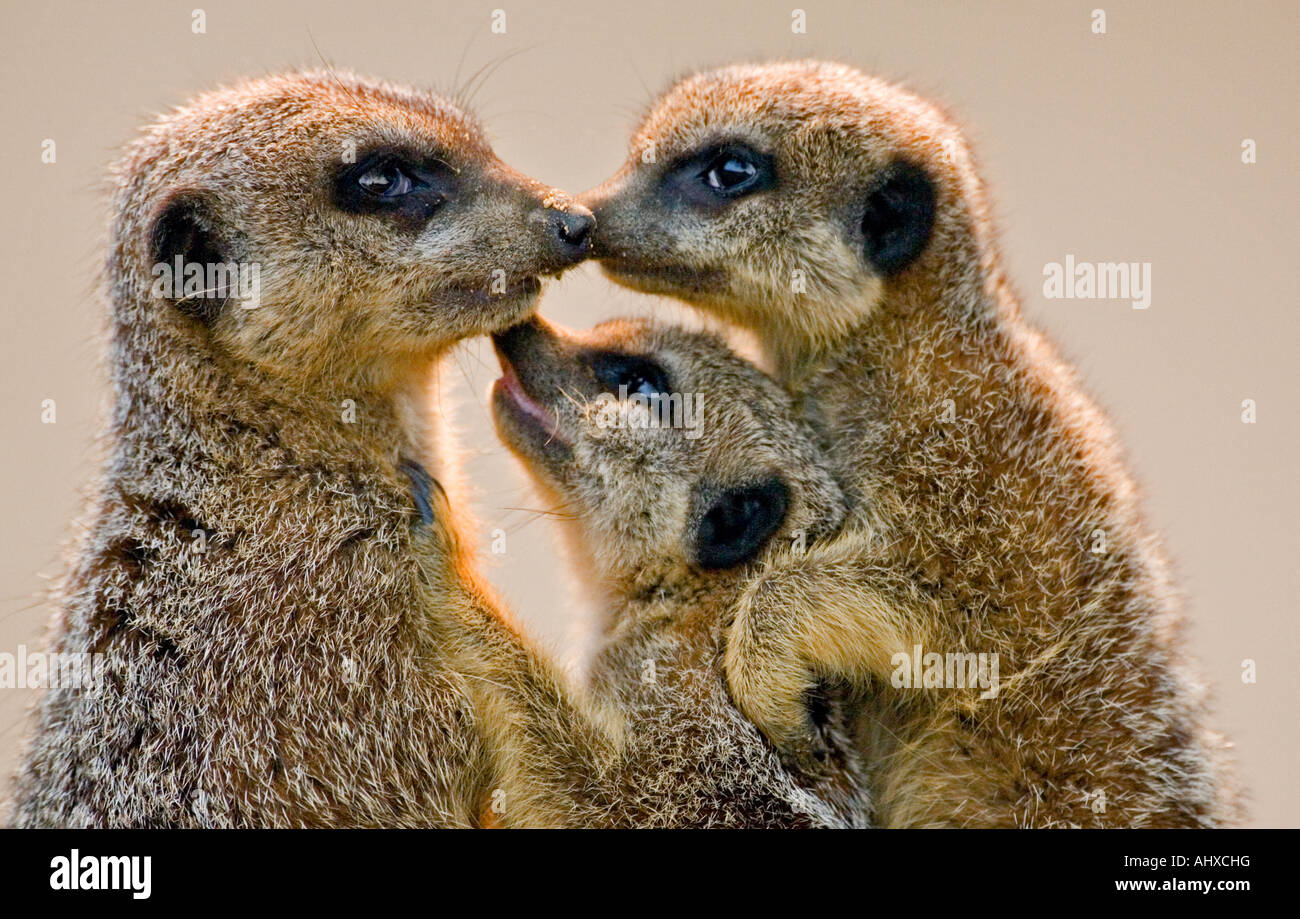 Meerkats Kissing