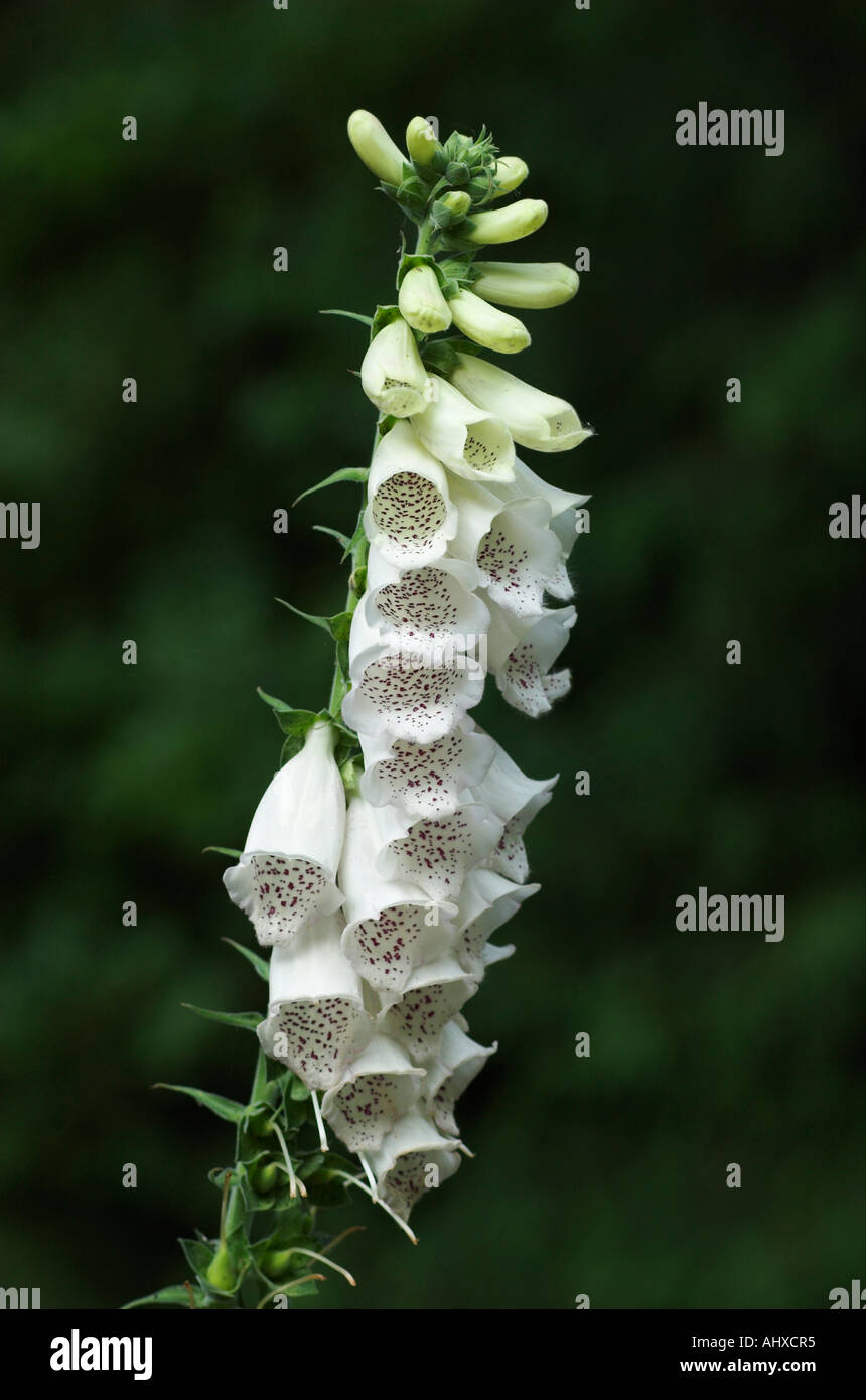 Digitalis purpurea white form hi-res stock photography and images - Alamy