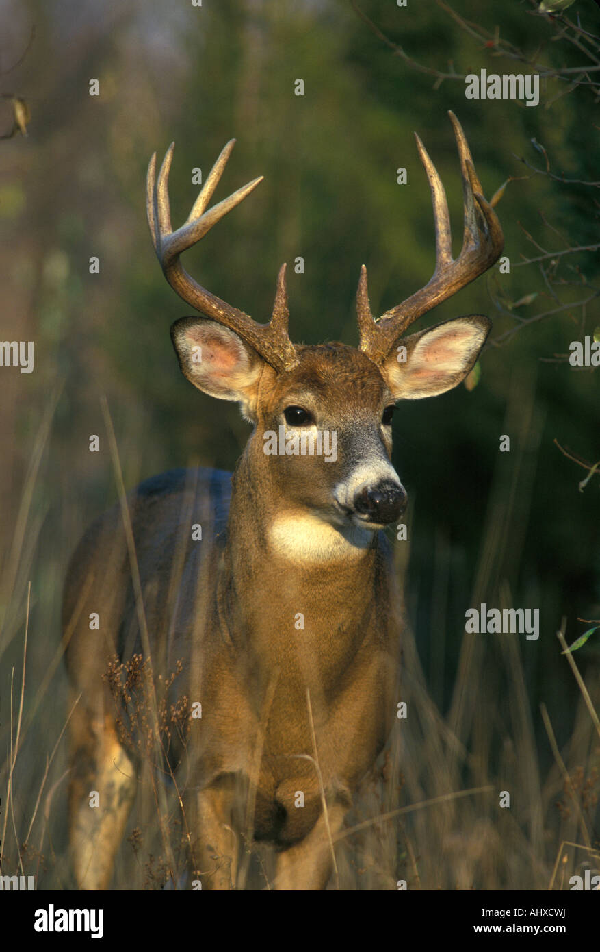 White Tailed Deer Buck in Autumn Odocoileus virginianus Eastern United ...