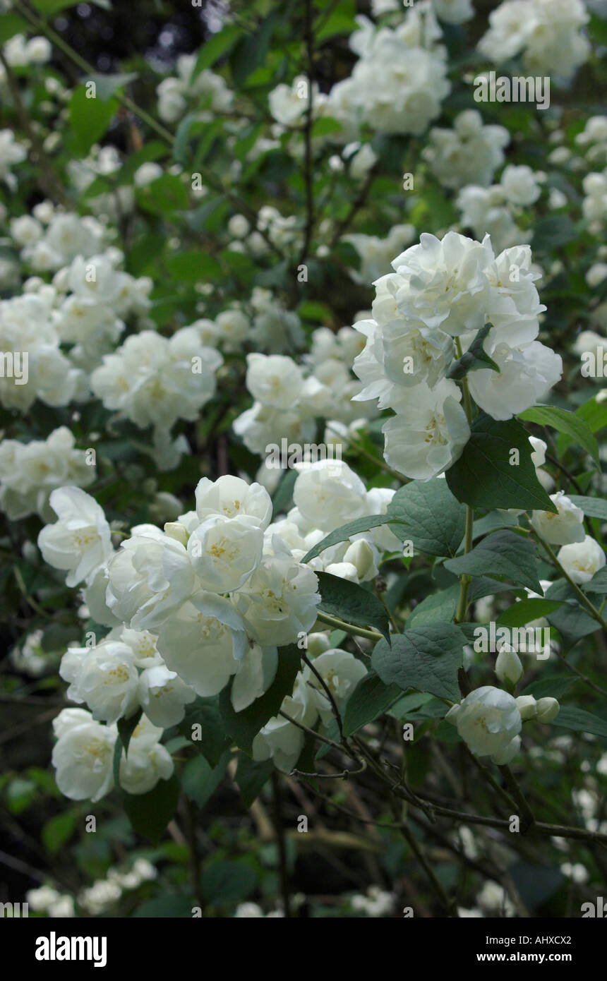 Philadelphus virginalis hi-res stock photography and images - Alamy