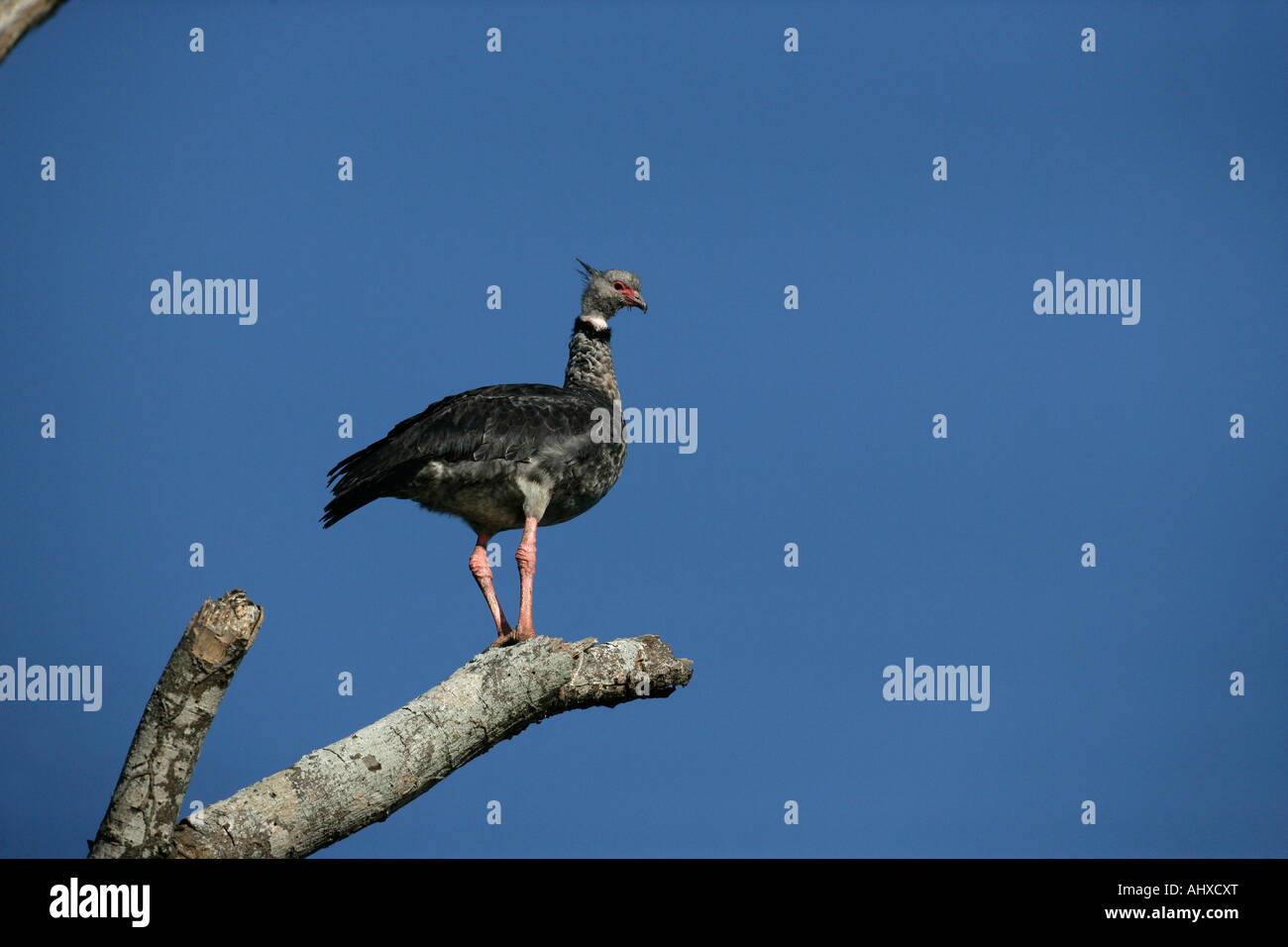 Southern screamer hi-res stock photography and images - Alamy