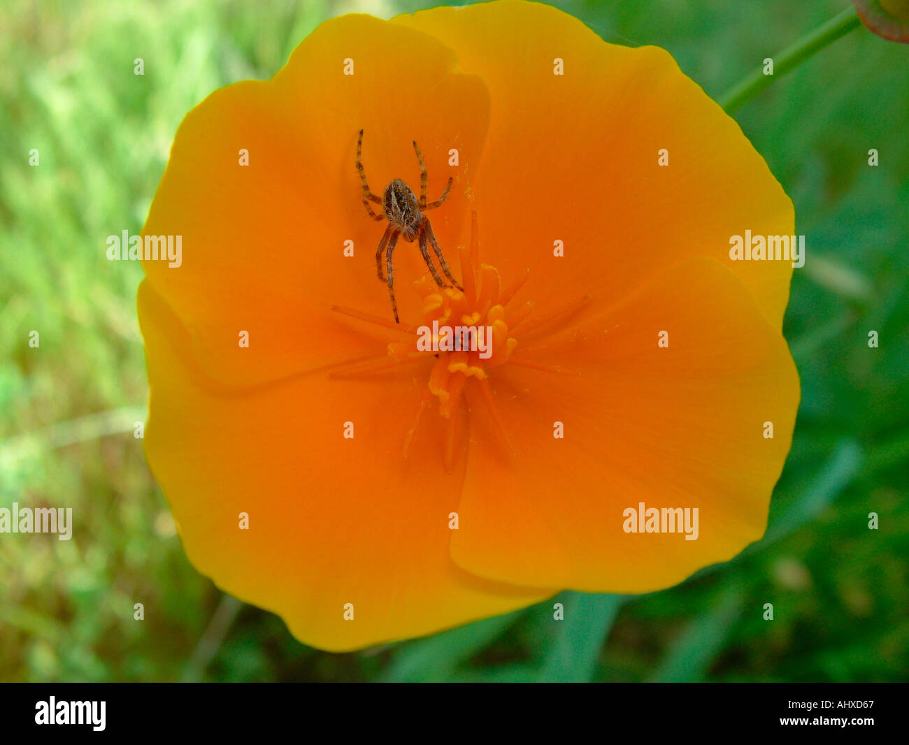 Spider in Poppy Center Stock Photo - Alamy