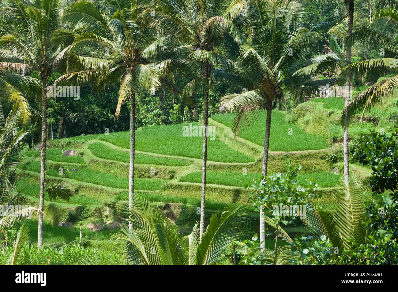 Rice Terraces Ayung River Gorge Ubud Bali Indonesia Stock Photo - Alamy