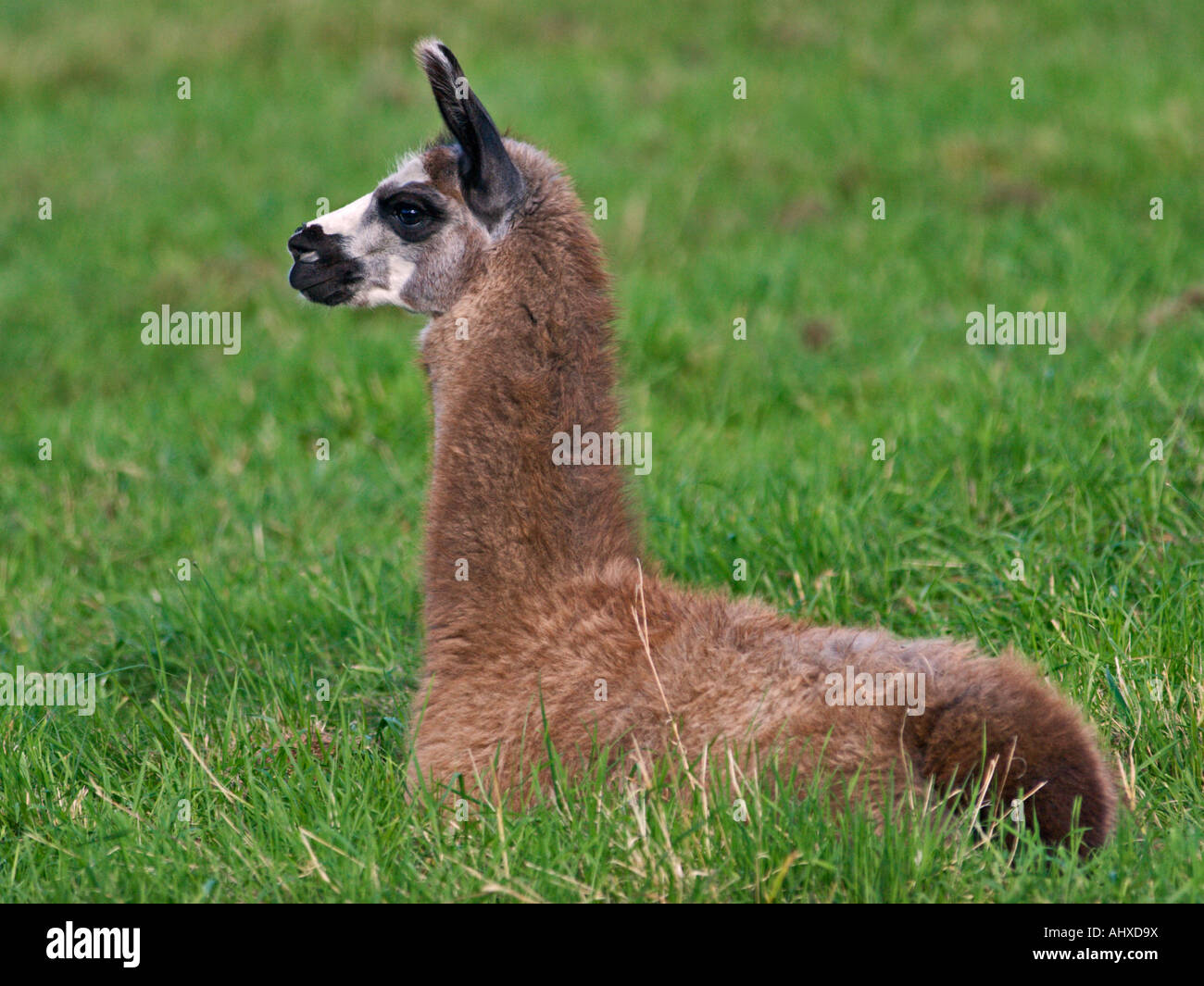 Juvenile Llama (llama glama) sitting in Field Stock Photo - Alamy