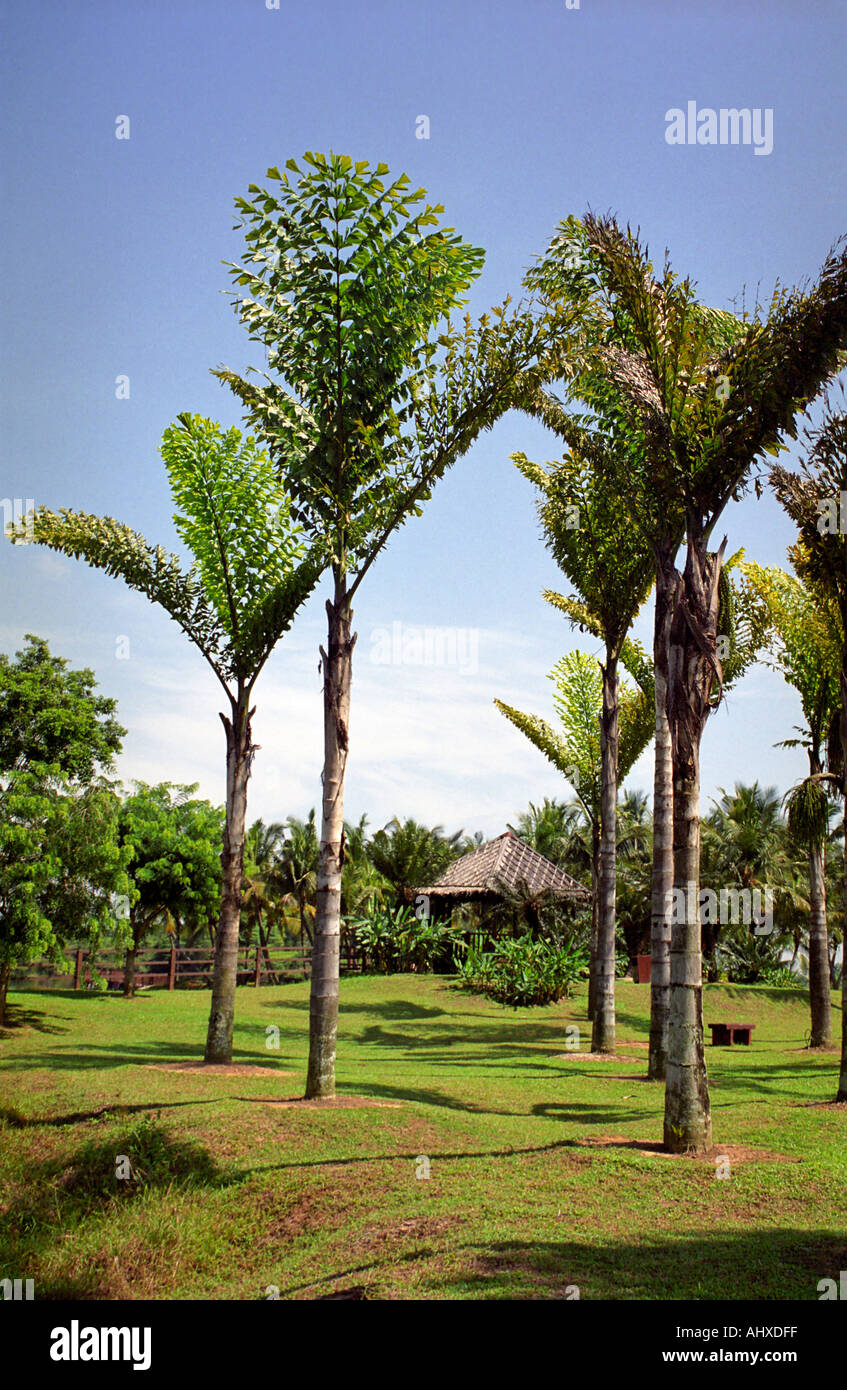 Giant palm trees beside the lake at Paya Indah Wetlands, Malaysia Stock ...