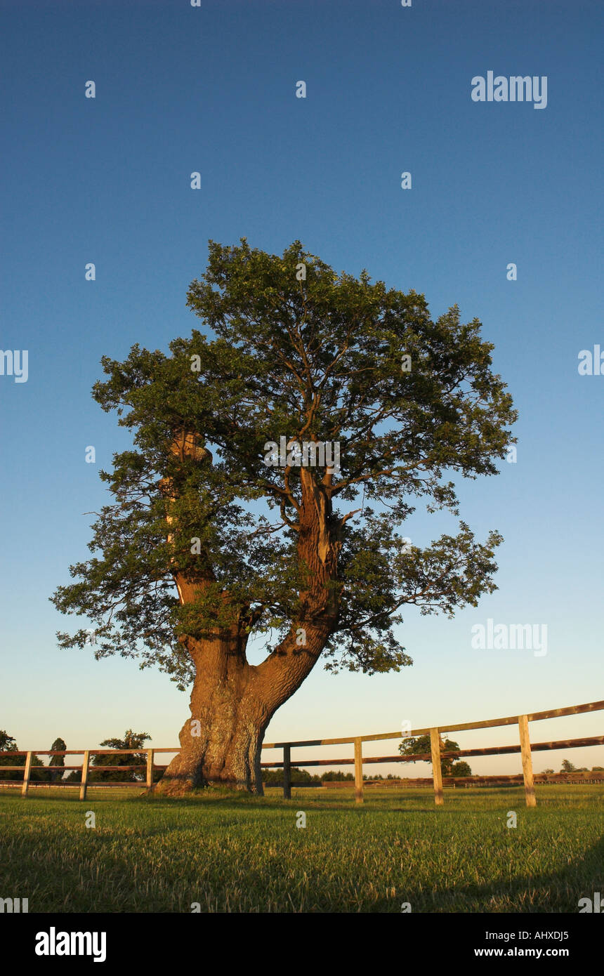 Old English oak tree Stock Photo - Alamy