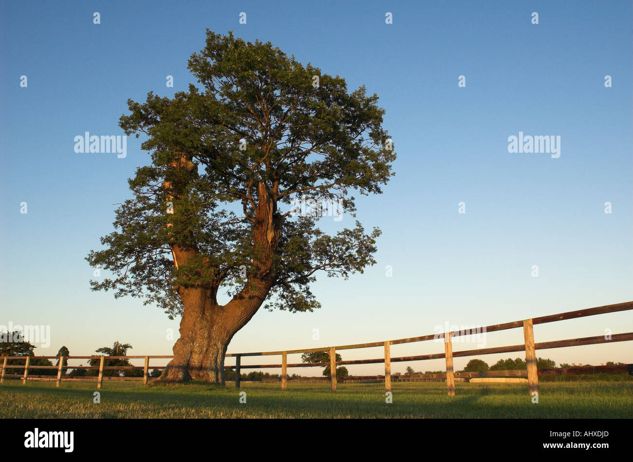 Old English oak tree Stock Photo - Alamy