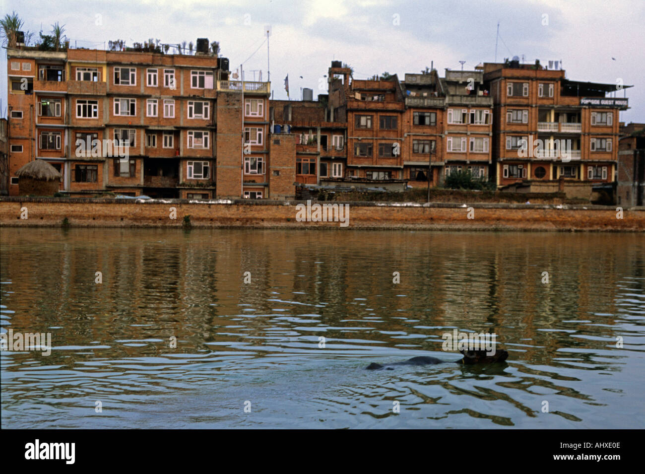 Water buffallo take bath in Bhaktapur pool Nepal Stock Photo - Alamy