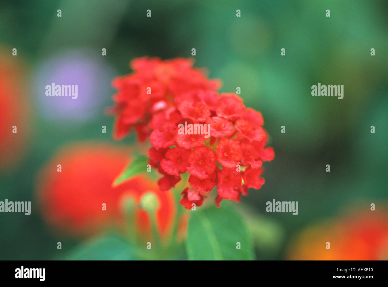 Red Lantana flower Malaysia Stock Photo - Alamy
