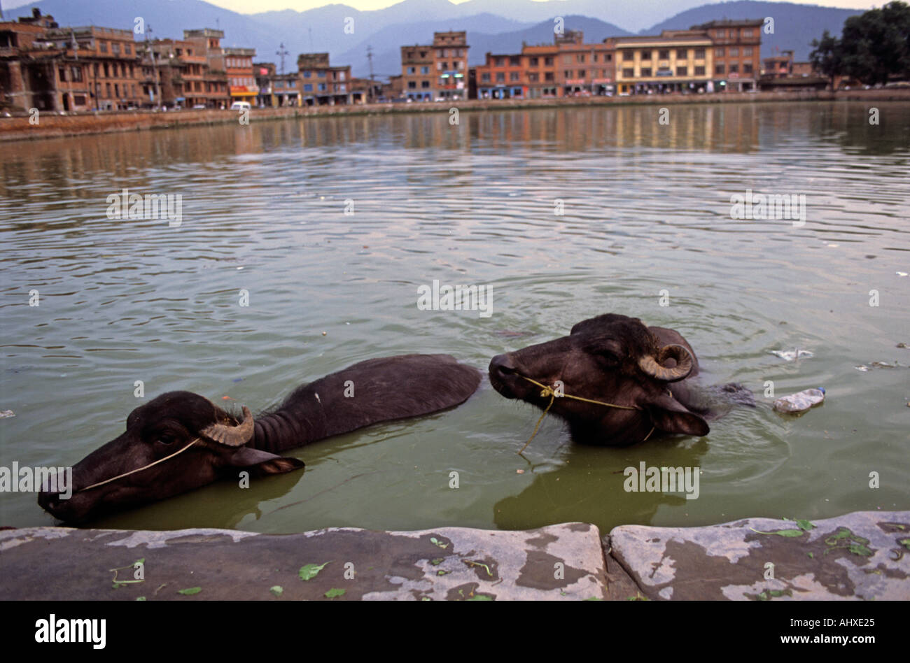 Water buffalo take bath in Bhaktapur pool Nepal Stock Photo - Alamy