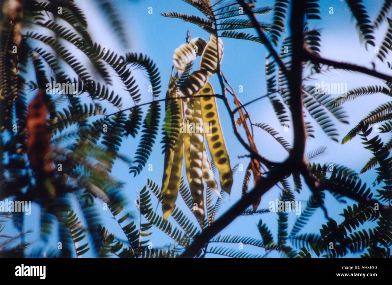 Locust Bean Seed Pod Stock Photo - Alamy