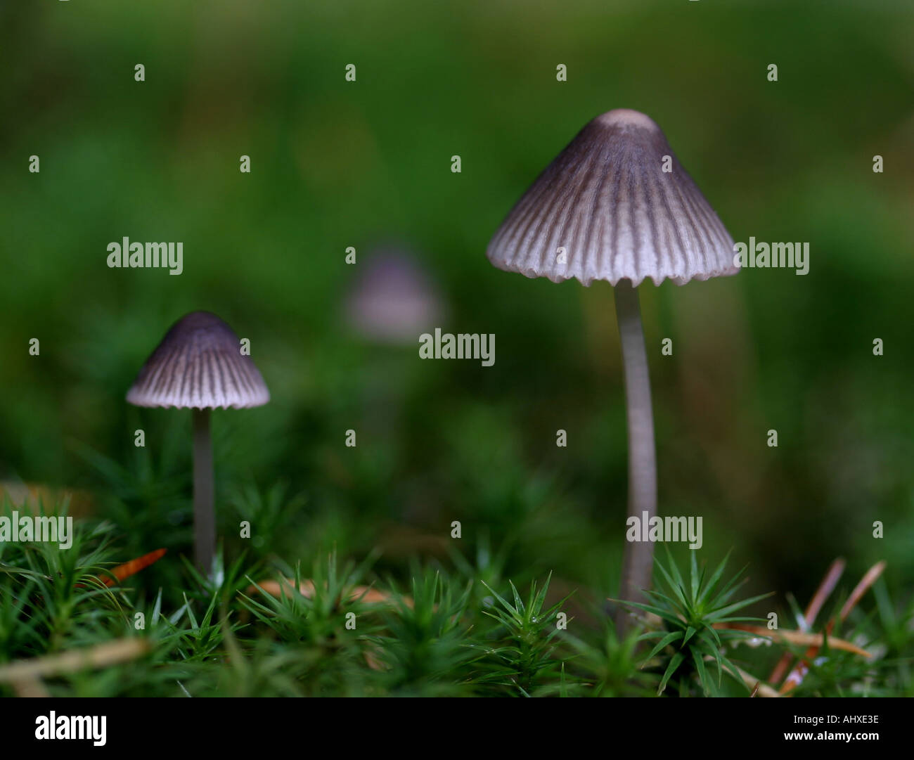 Umbrella shaped fungi hi-res stock photography and images - Alamy