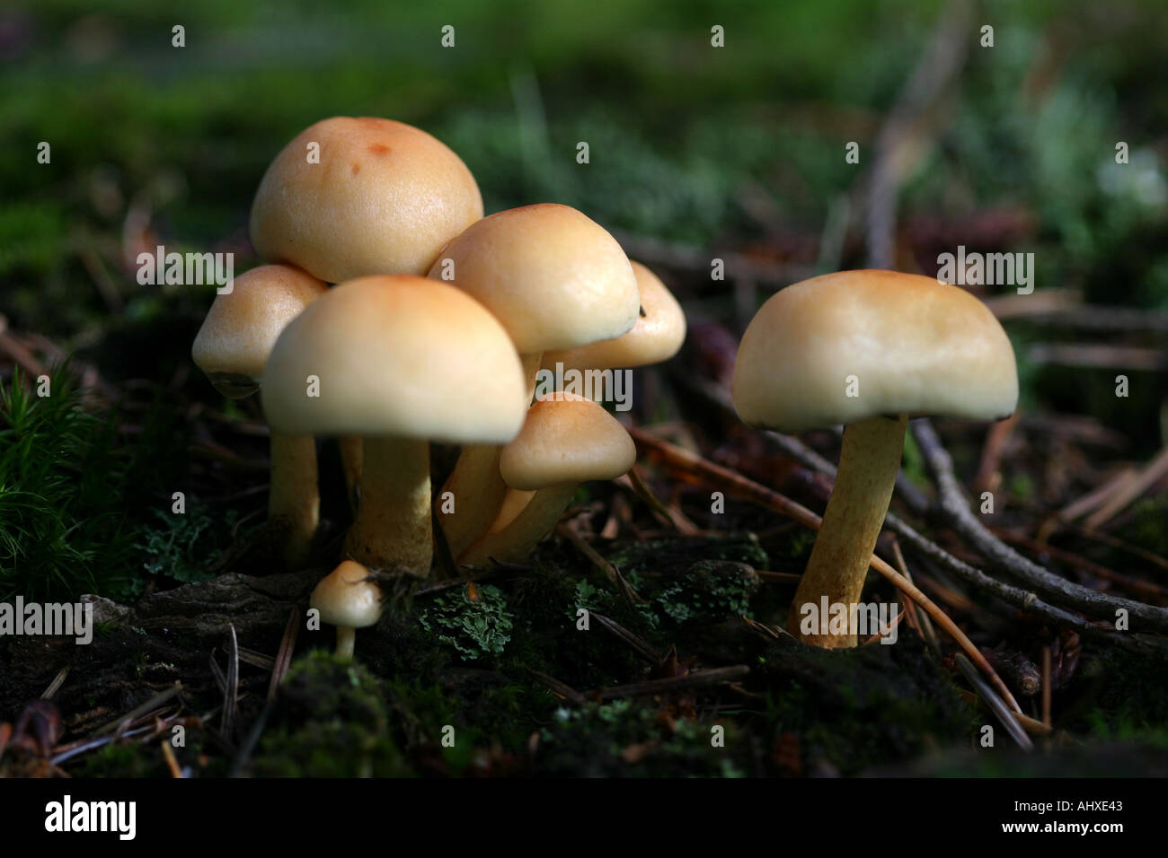 Bunches of fungi hi-res stock photography and images - Alamy
