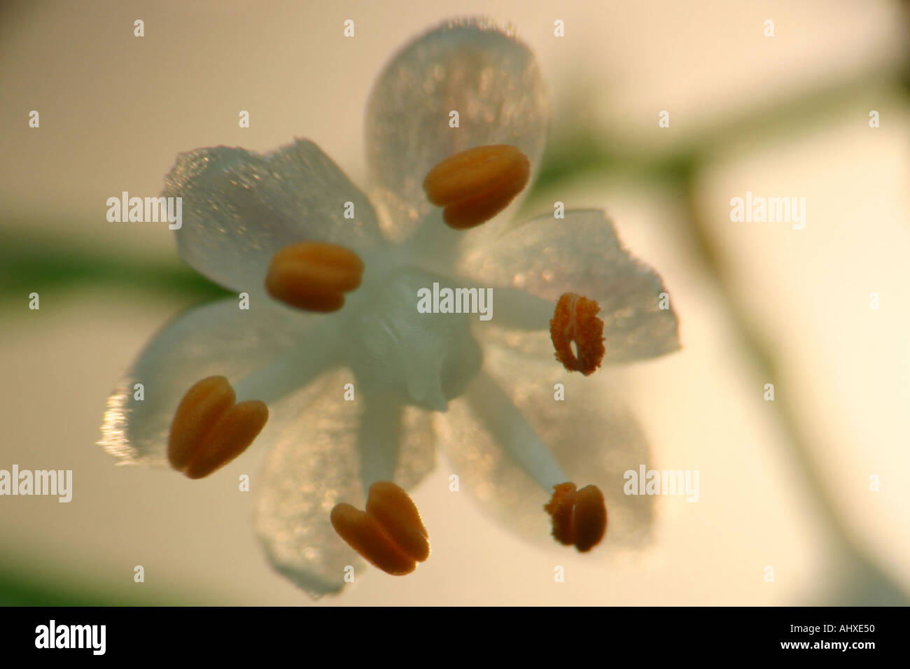 60x magnification hi-res stock photography and images - Alamy