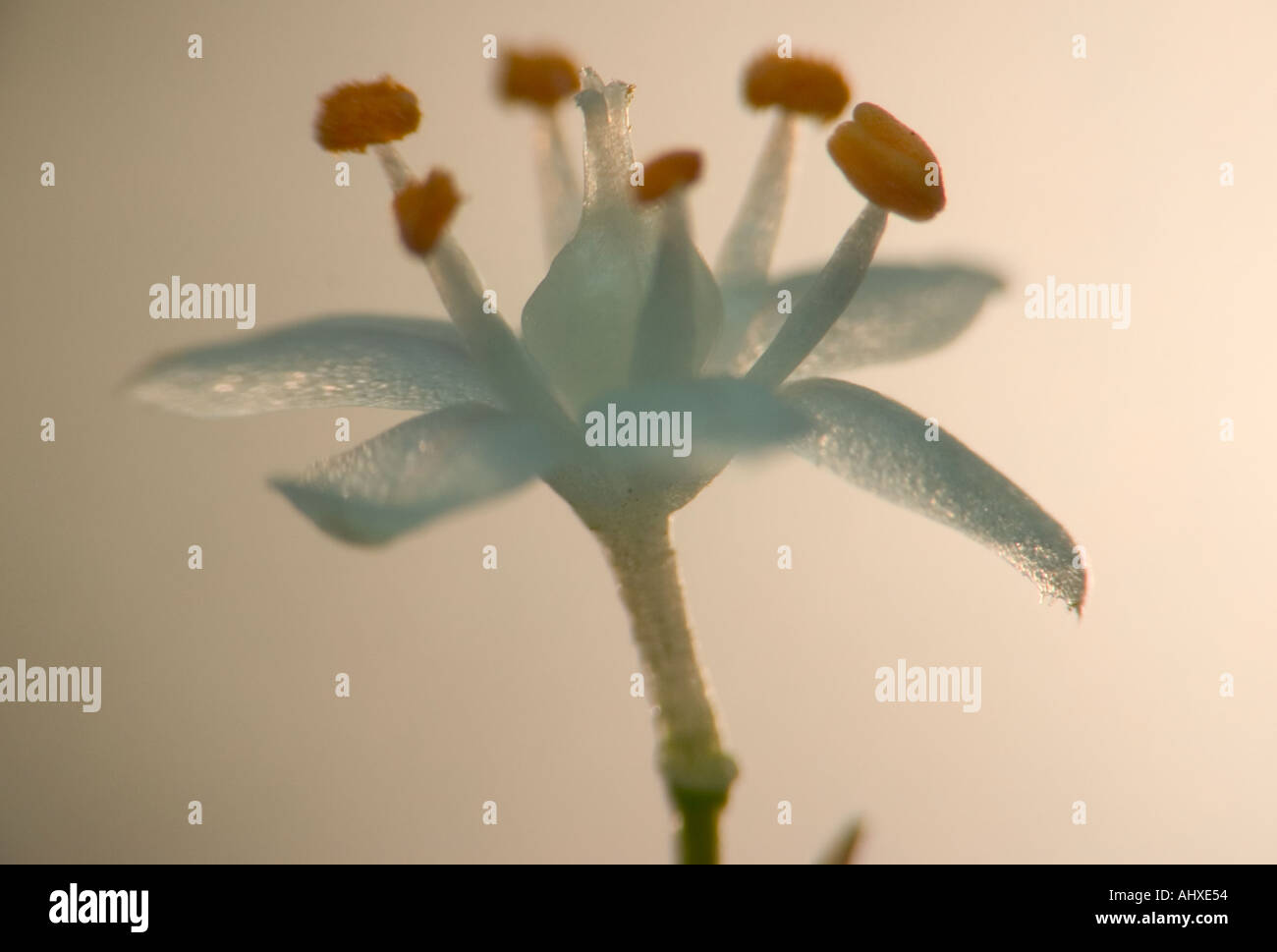 60x magnification High Resolution Stock Photography and Images - Alamy