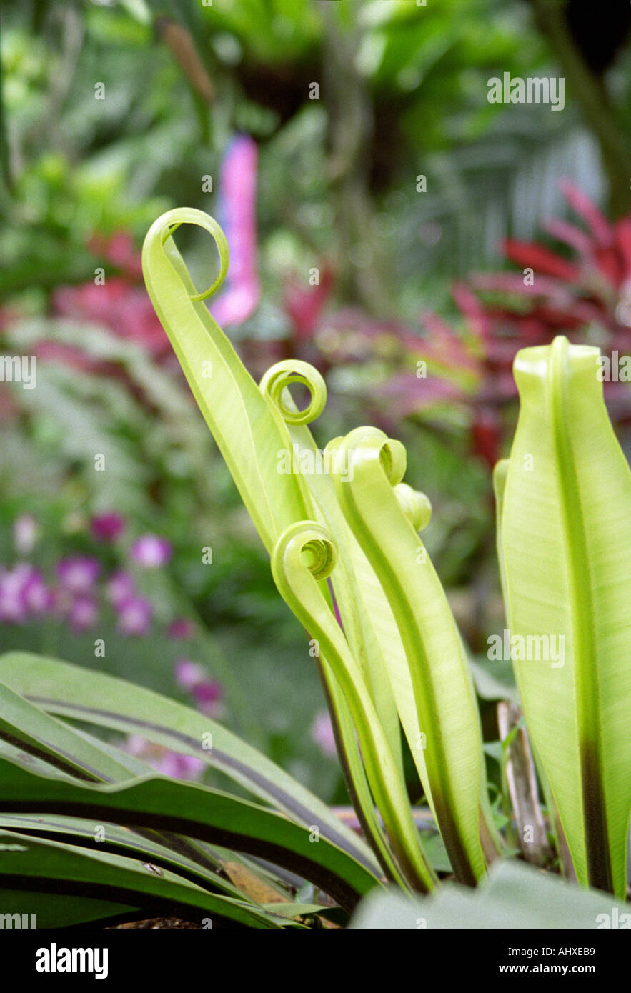 curled young leaf of birds nest fern Malaysia Stock Photo - Alamy