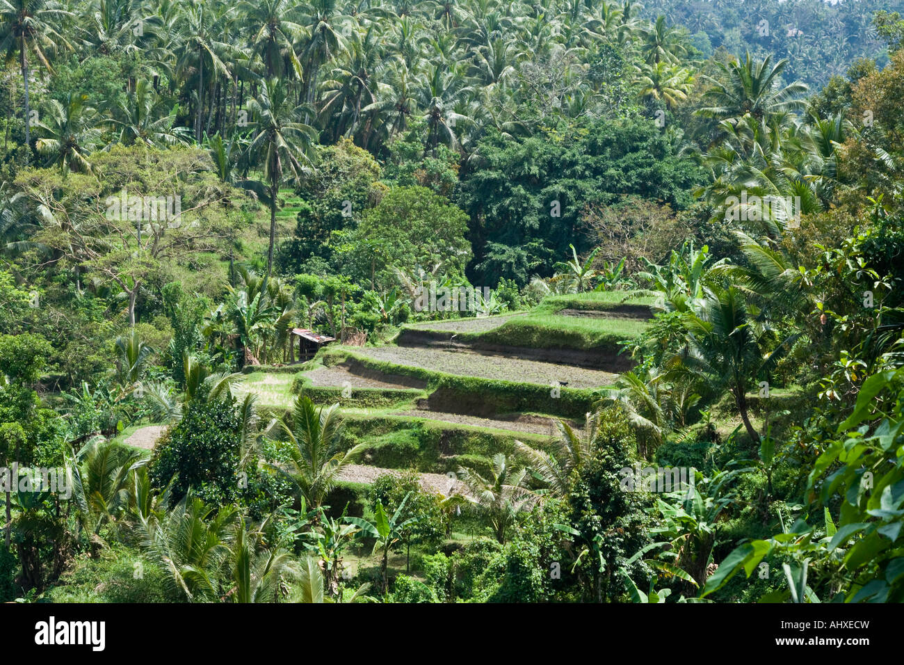 Rice Terraces Ayung River Gorge Ubud Bali Indonesia Stock Photo - Alamy