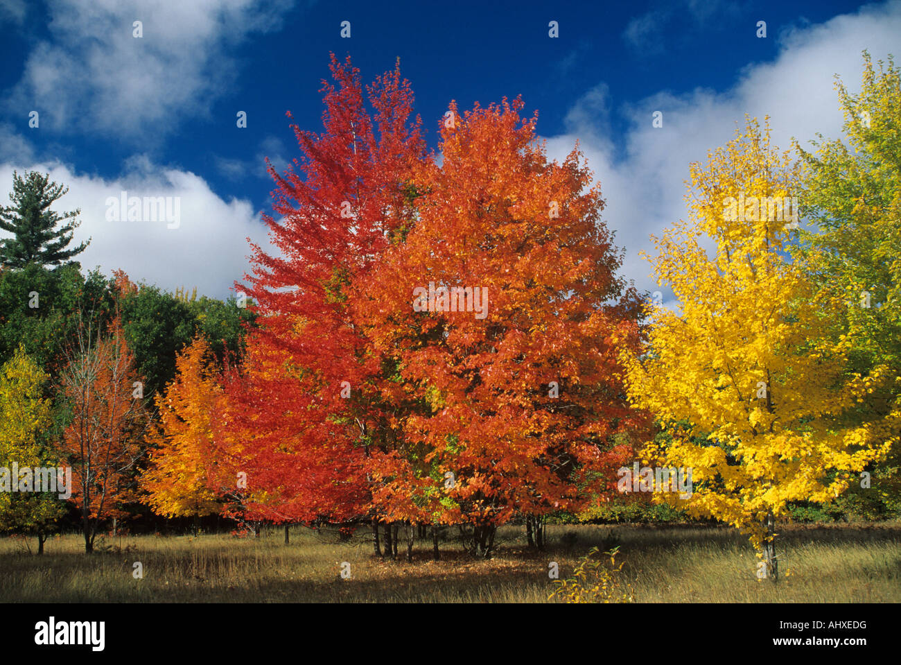 Seasons Changing Calendar High Resolution Stock Photography and Images ...