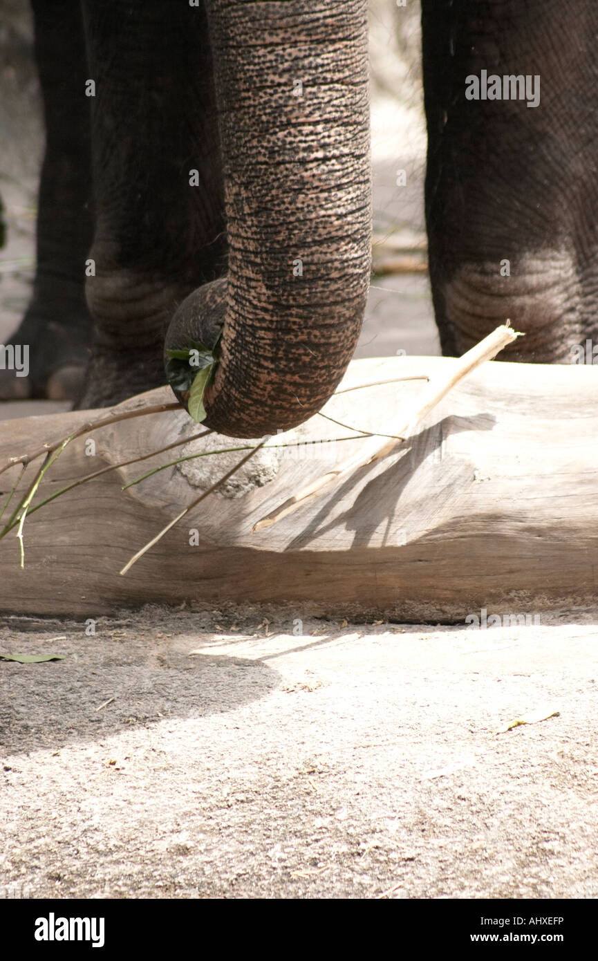Elephant trunk eating hi-res stock photography and images - Alamy