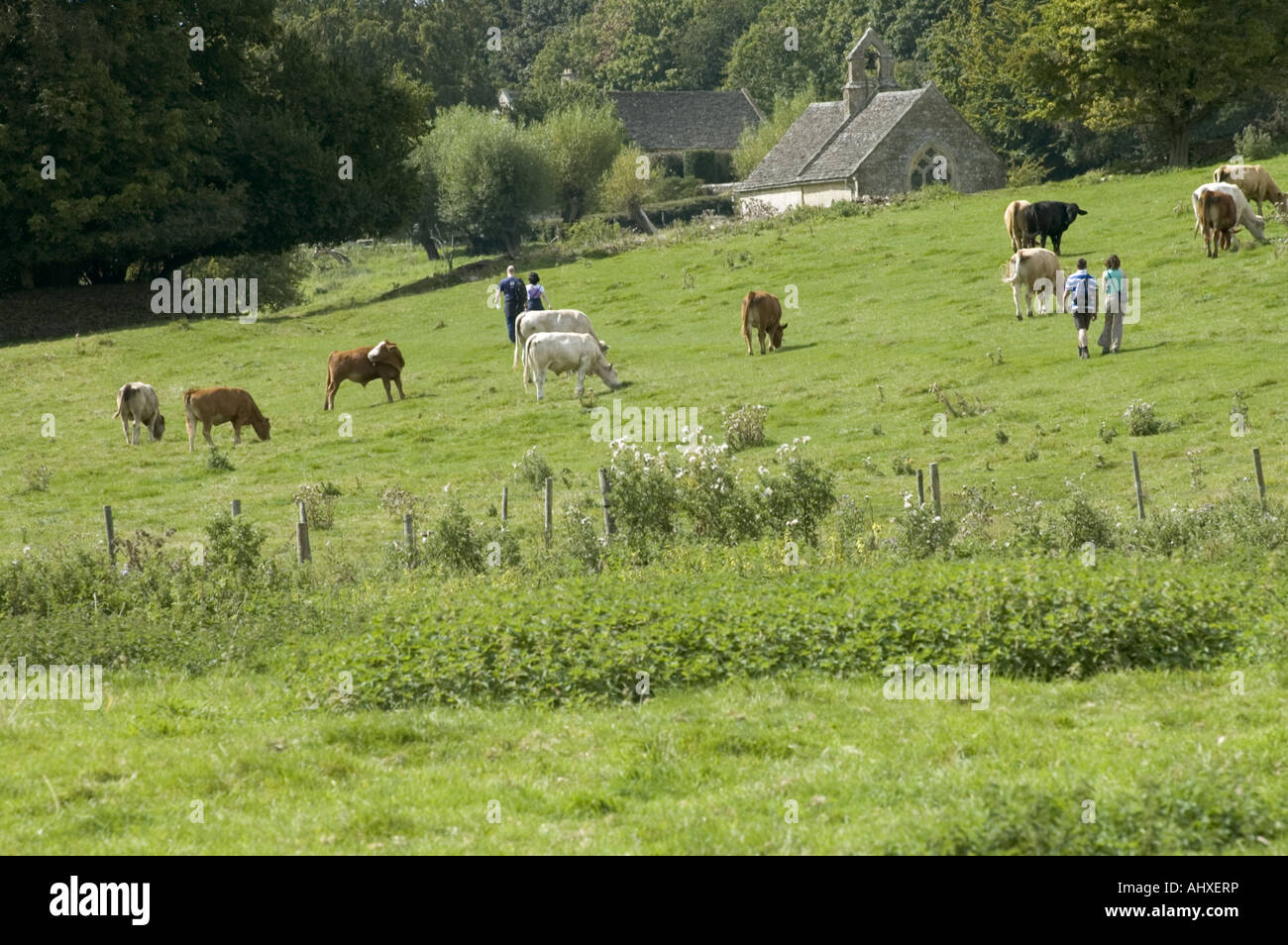 Medieval livestock hi-res stock photography and images - Alamy