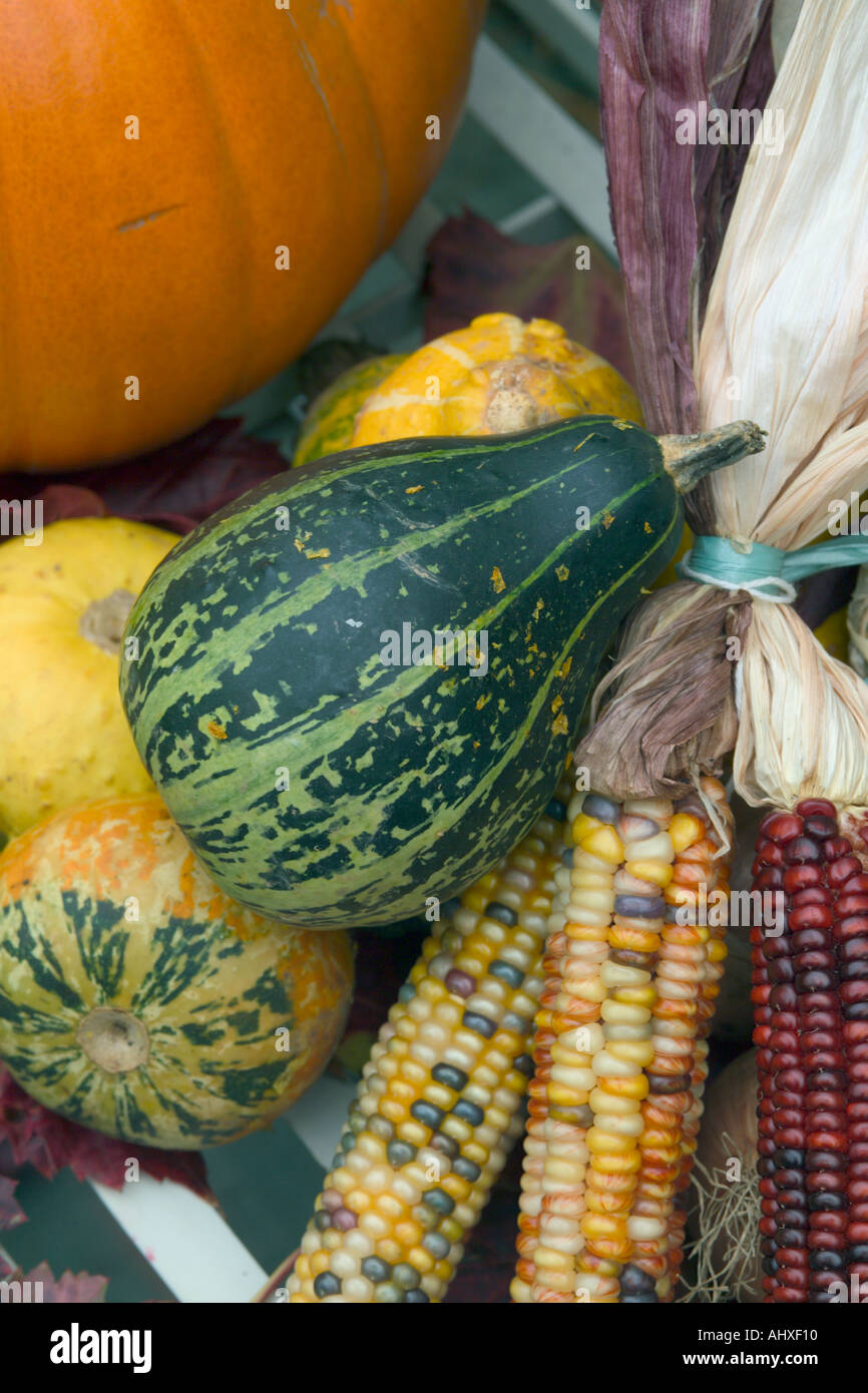 Ornamental sweetcorn hi-res stock photography and images - Alamy
