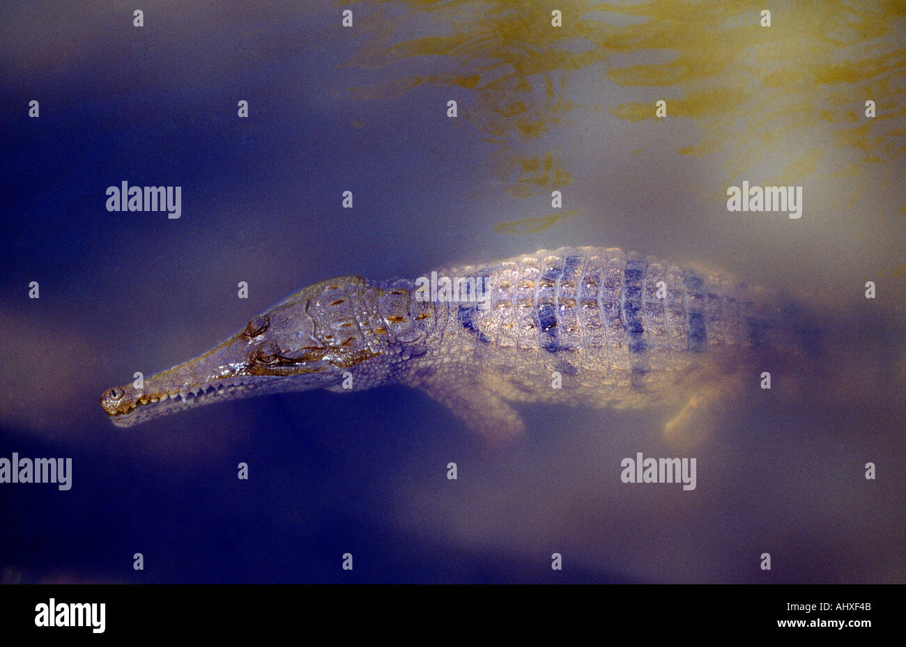 Australia Fresh Water Crocodile freshie Stock Photo - Alamy