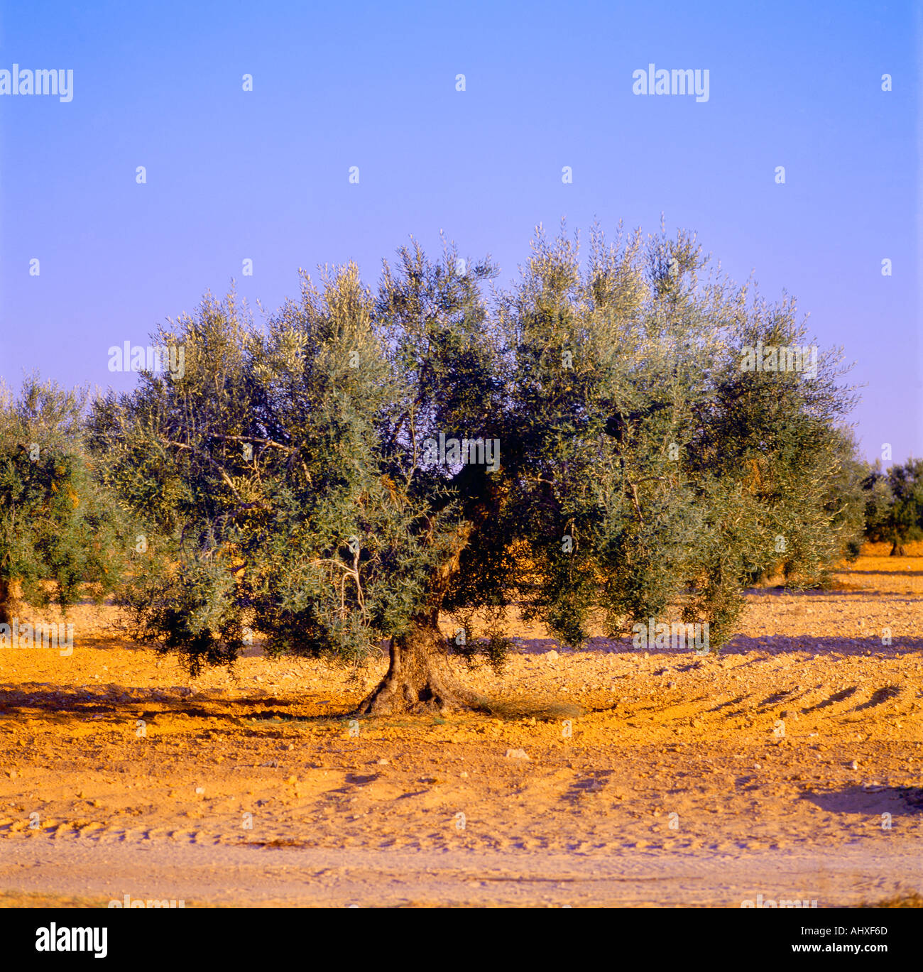 Olive tree tunisia hi-res stock photography and images - Alamy