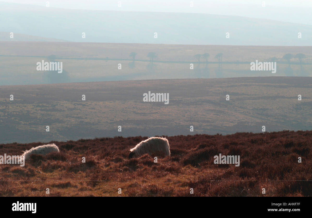 Black devon breed hi-res stock photography and images - Alamy