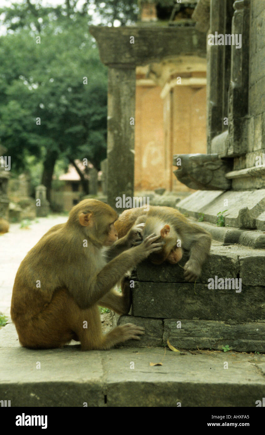 Monkey playing in Pashupatinath Shiva temple Kathmandu Nepal Stock ...