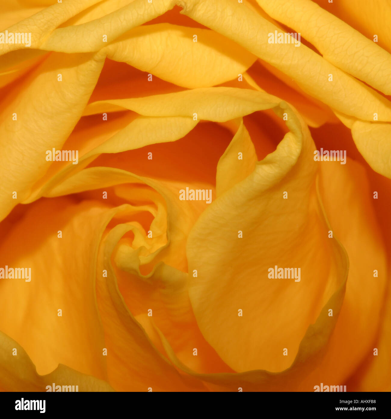 Lemon yellow rose hi-res stock photography and images - Alamy