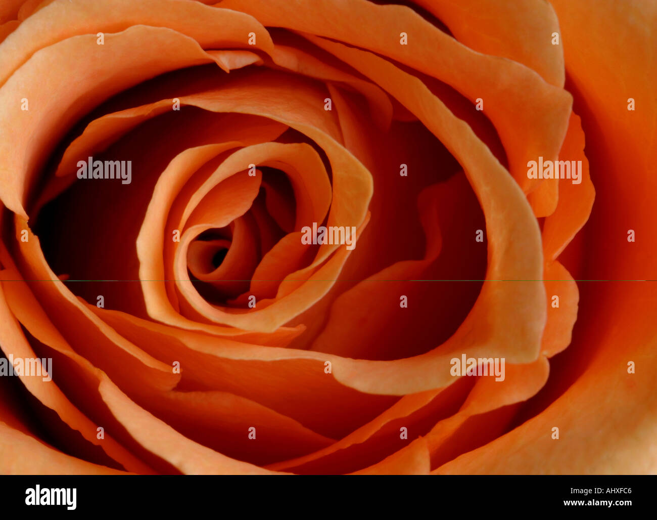 Burnt amber hi-res stock photography and images - Alamy