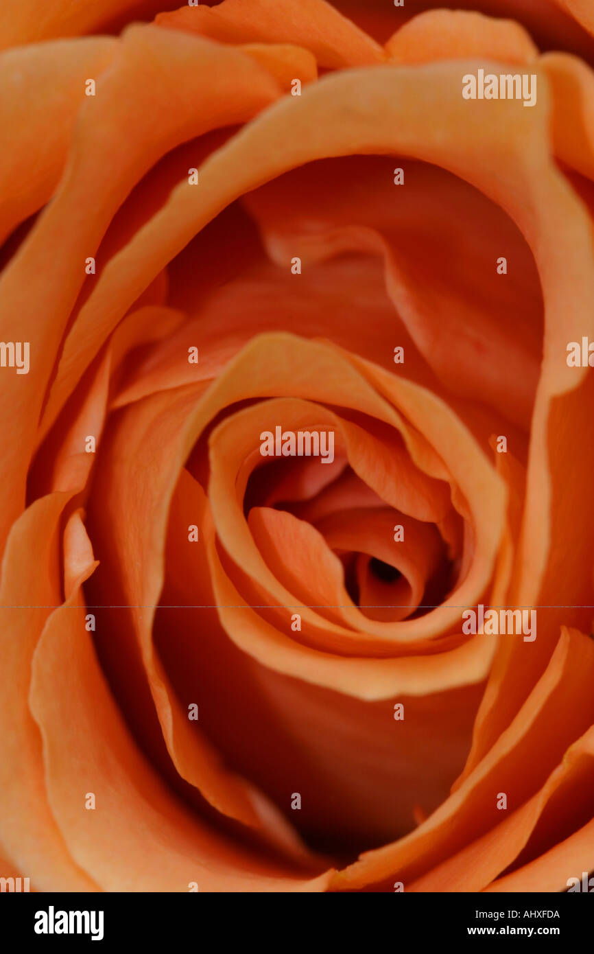 Amber Burnt Orange Rose Stock Photo - Alamy